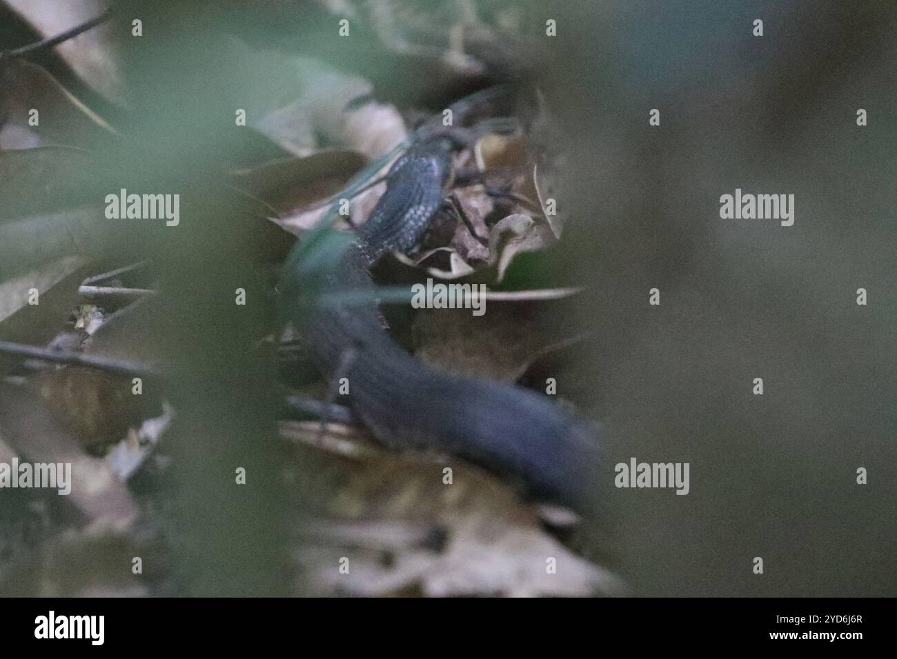 Common keelback (Tropidonophis mairii Stock Photo - Alamy