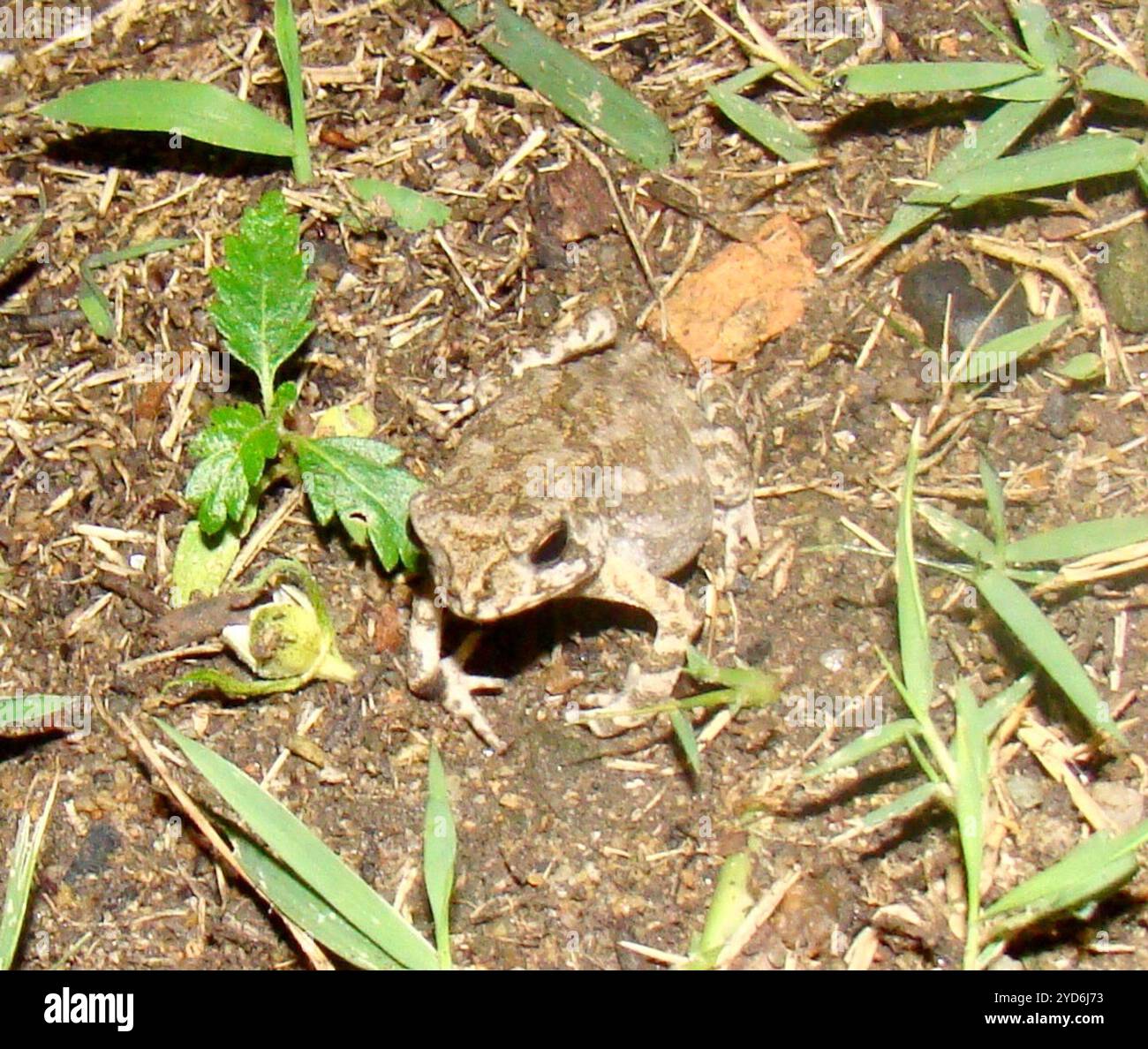 Asian Common Toad (Duttaphrynus melanostictus Stock Photo - Alamy