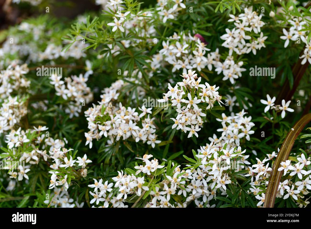 choisya ternata,flowering choisya,white flowers, flowering,shrubs,shrub ...
