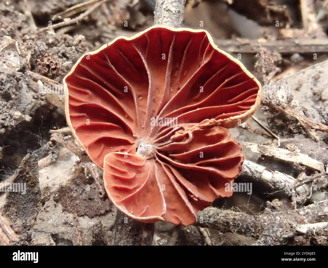 Orange Fan (Anthracophyllum archeri Stock Photo - Alamy