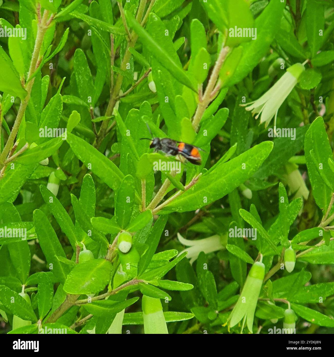 Common Wasp-mimic Bee (Hyleoides concinna Stock Photo - Alamy