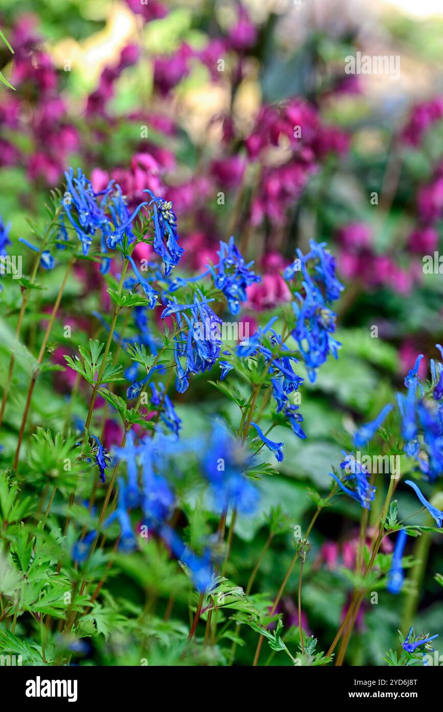 Corydalis calycosa,blue flowers,blue flower,fern-like leaves,blue ...