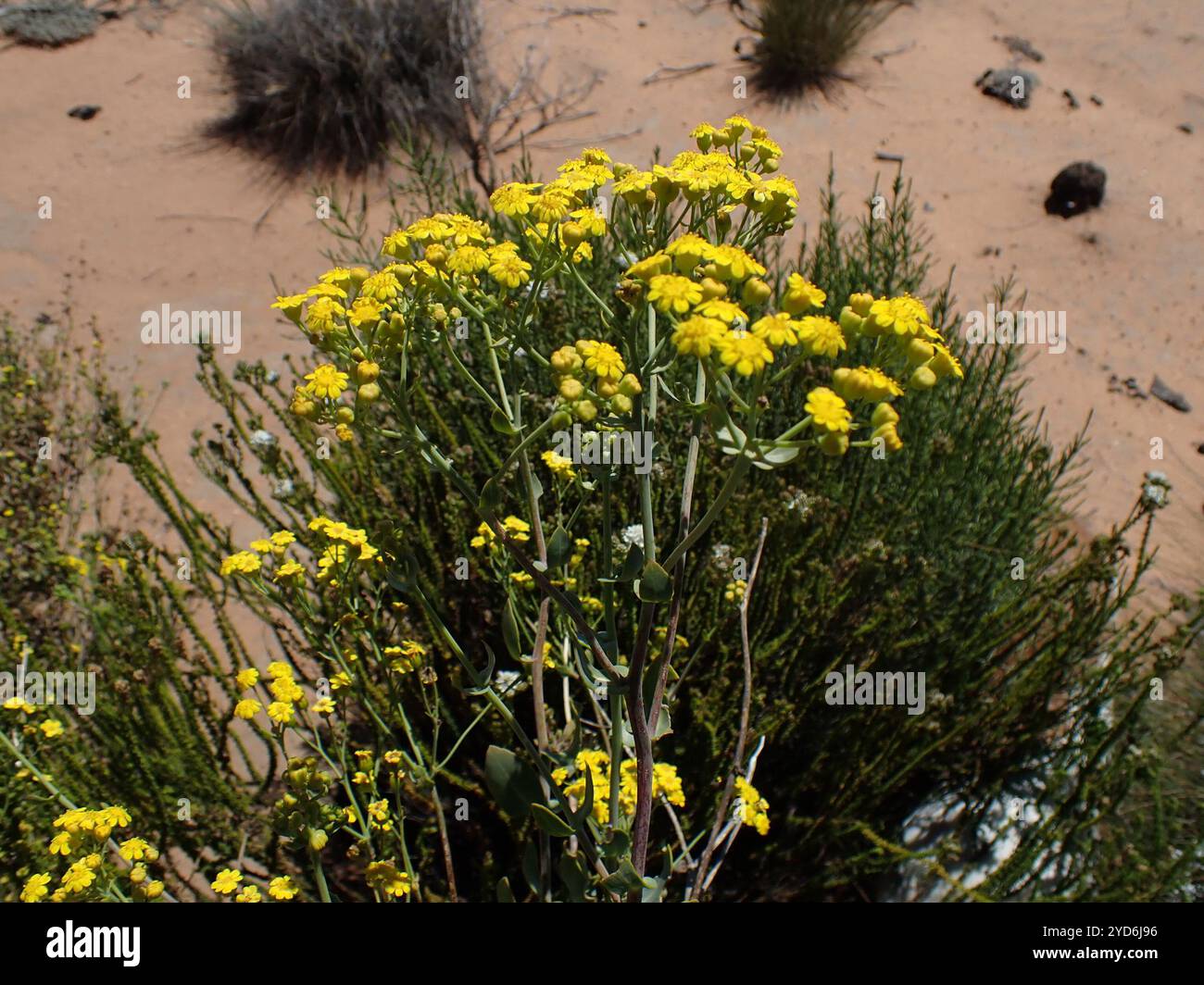Poorflower Babooncabbage (Othonna parviflora Stock Photo - Alamy