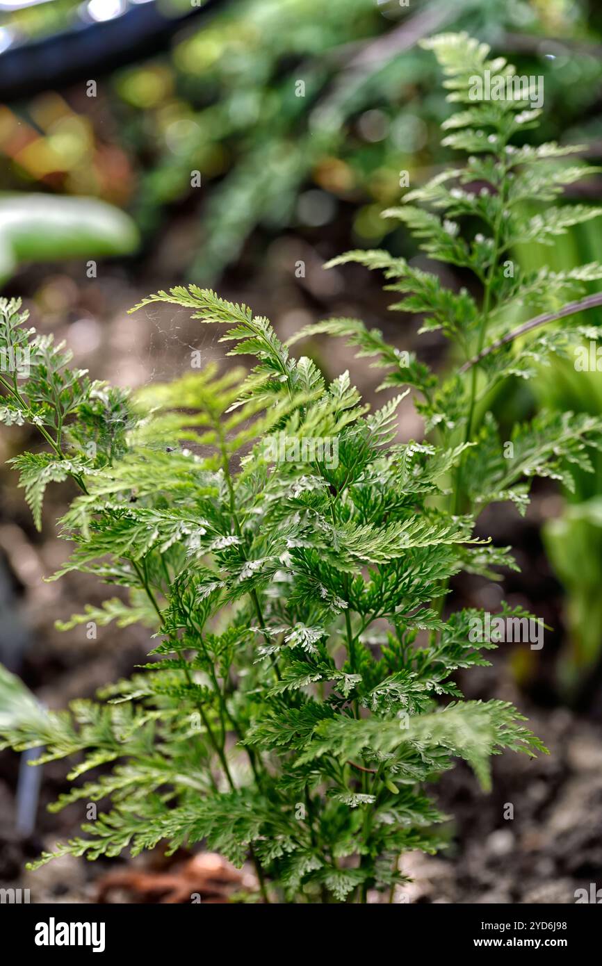davaillia bullata,squirrel's-foot fern,leaves,foliage,woodland,shade ...