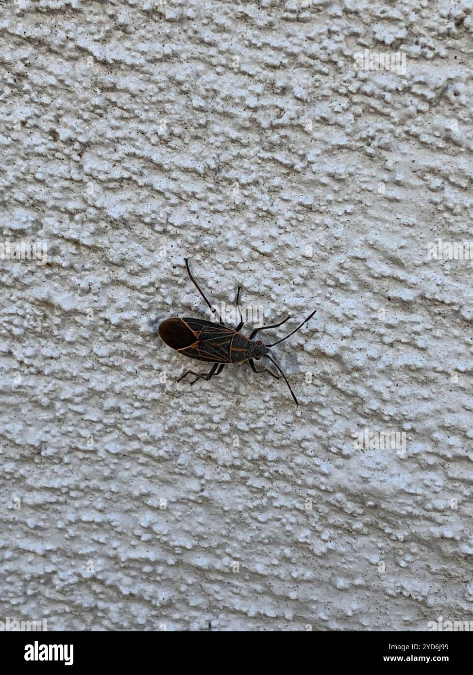Western Boxelder Bug (Boisea rubrolineata Stock Photo - Alamy