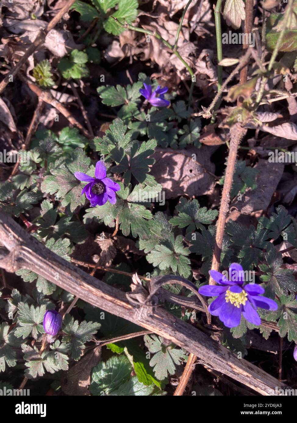 Greek Anemone (Anemonoides blanda Stock Photo - Alamy