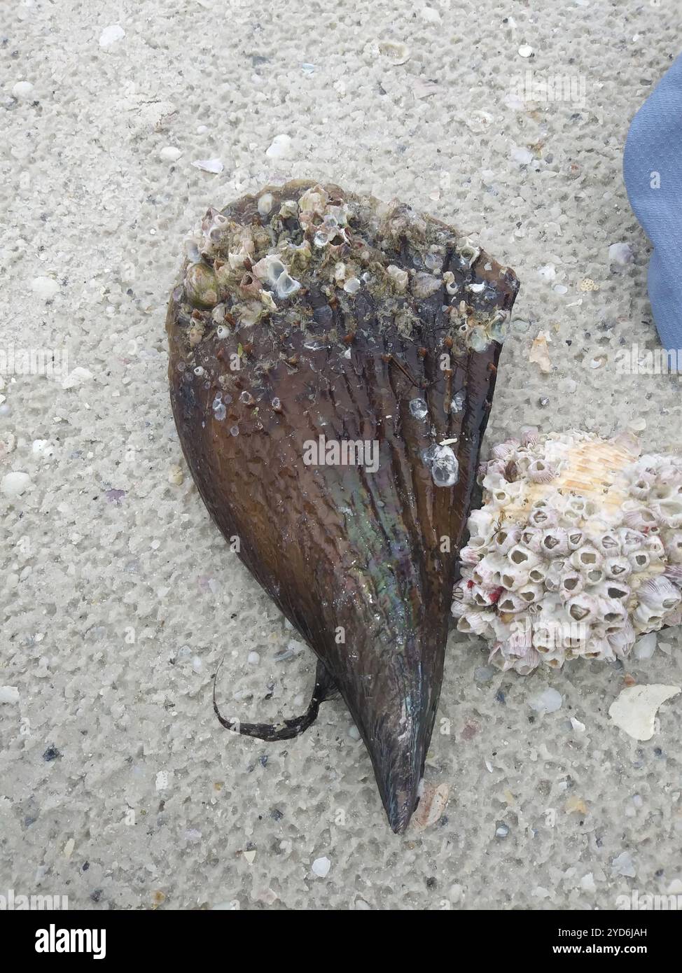 Stiff Pen Shell (Atrina rigida Stock Photo - Alamy