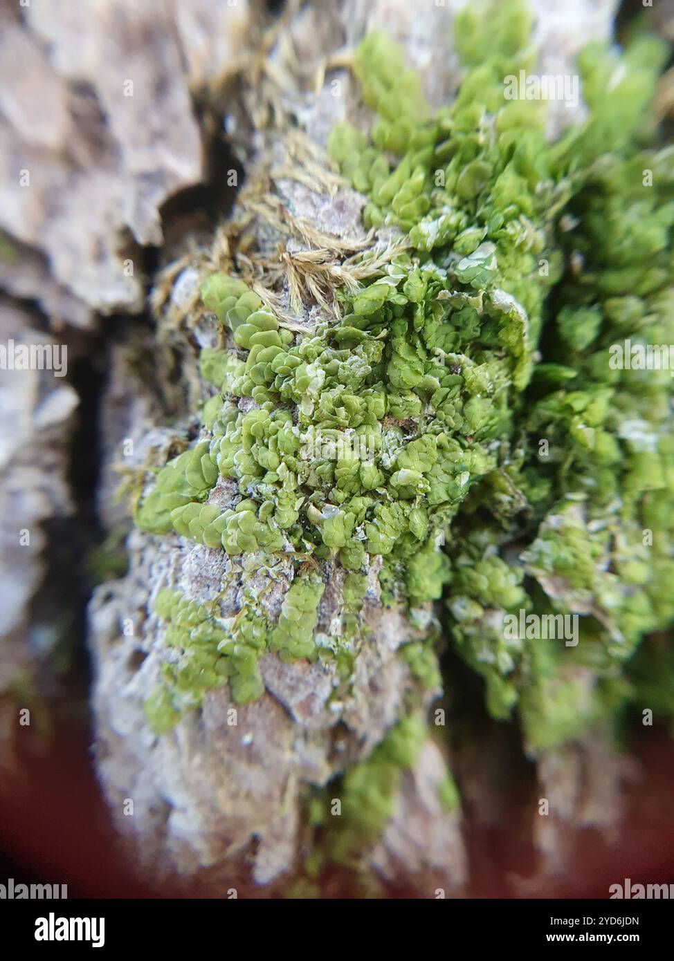 Flat-leaved Scalewort (Radula complanata Stock Photo - Alamy