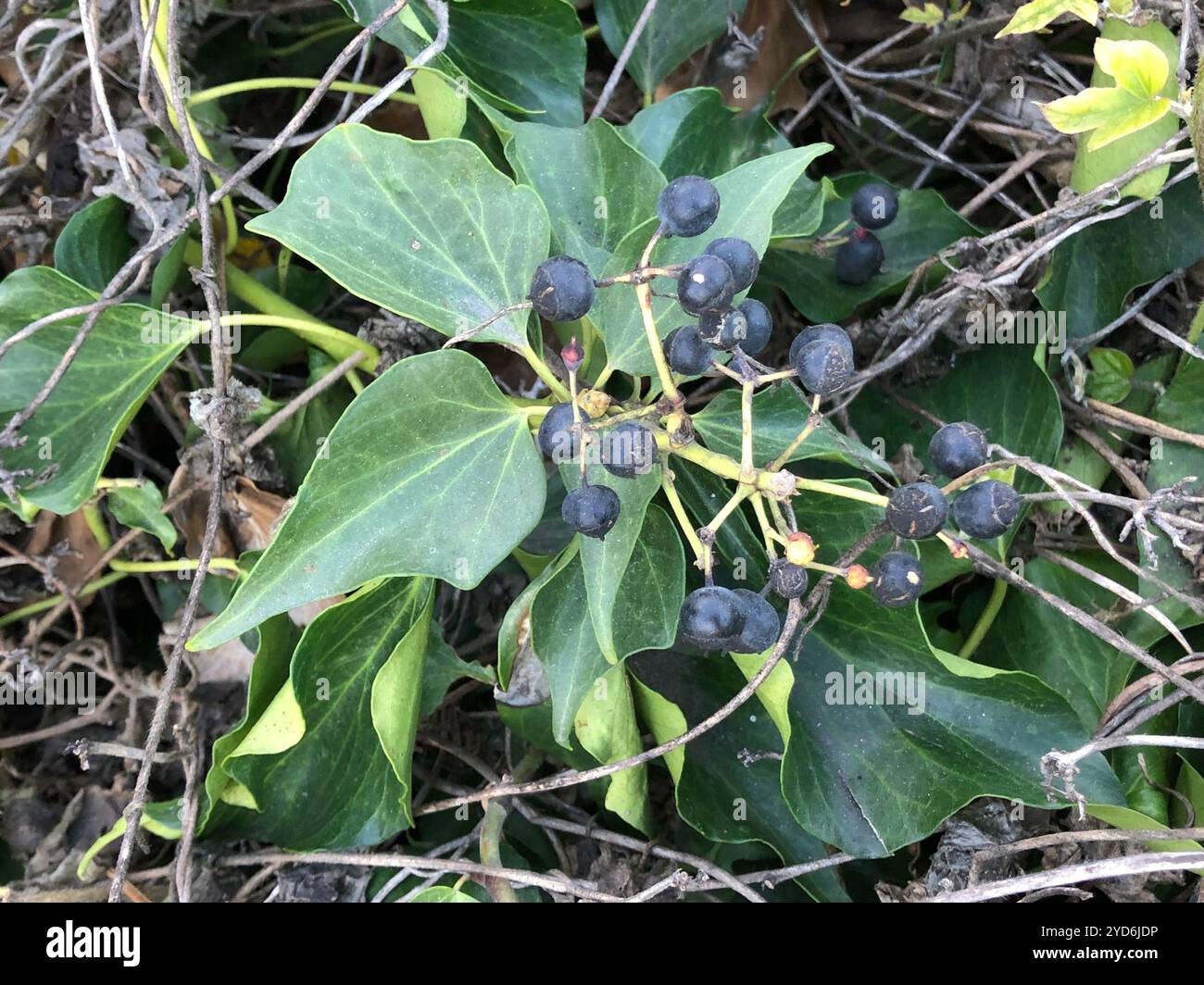 Canary Islands Ivy (Hedera canariensis Stock Photo - Alamy