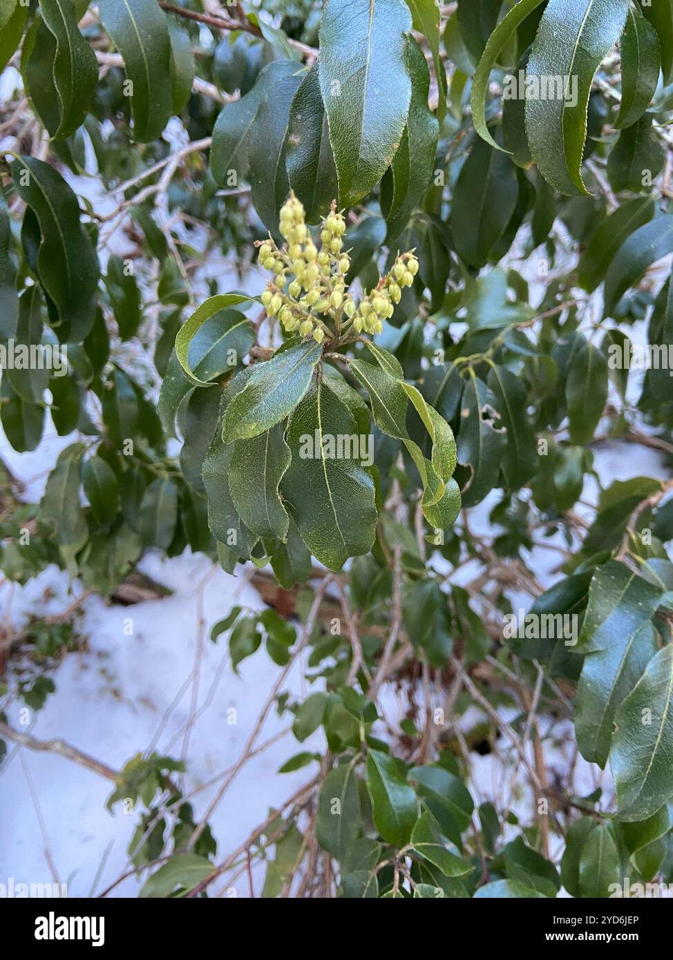 mountain andromeda (Pieris floribunda Stock Photo - Alamy
