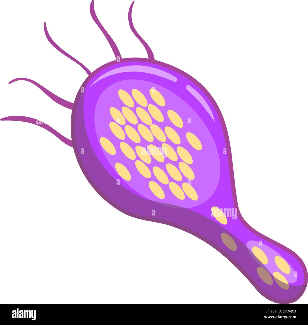 Cartoonish drawing of a purple bacterium showing flagella, cell ...