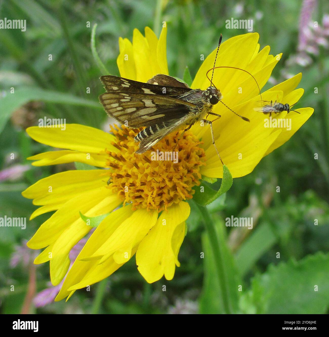 Pale Ranger (Dotta callicles Stock Photo - Alamy
