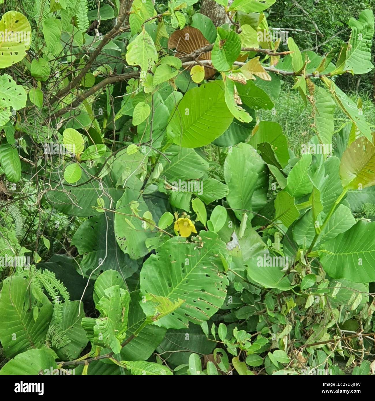 Simpoh Air (Dillenia suffruticosa Stock Photo - Alamy