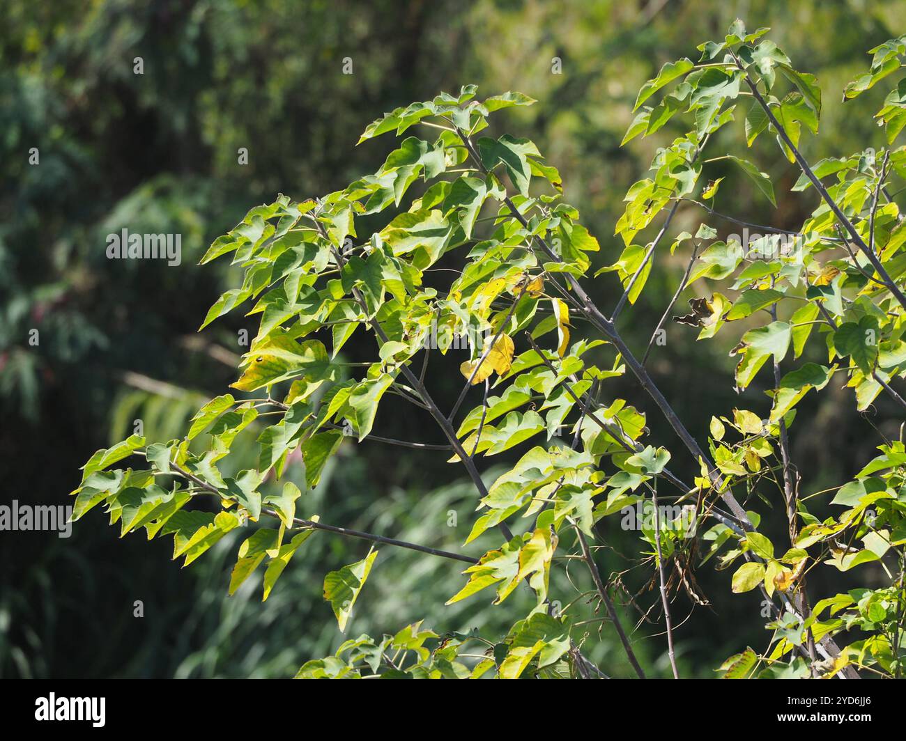 Paper mulberry (Broussonetia papyrifera Stock Photo - Alamy