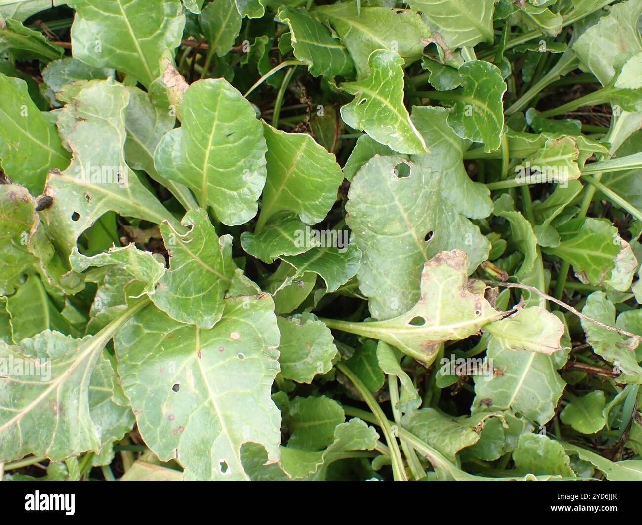 sea beet (Beta vulgaris maritima Stock Photo - Alamy