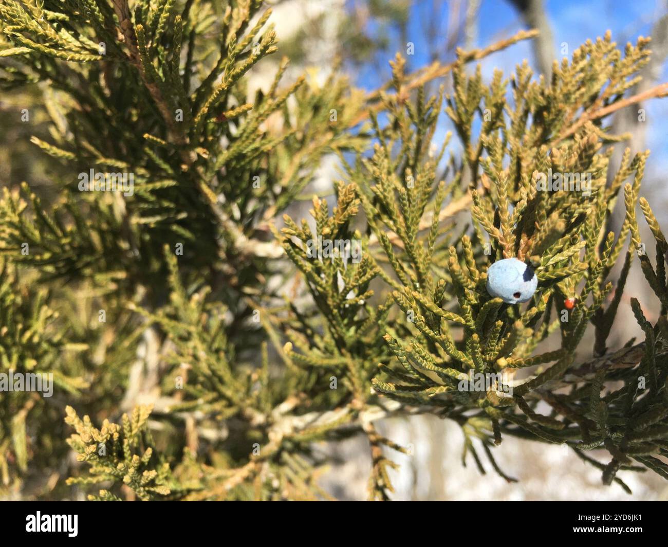 eastern redcedar (Juniperus virginiana Stock Photo - Alamy