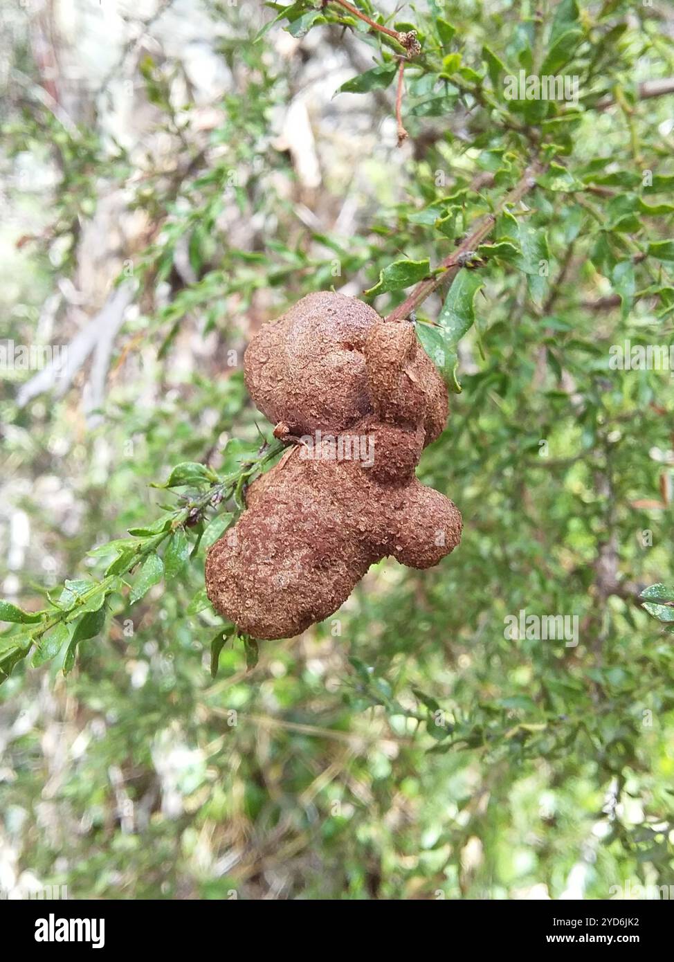 Kangaroo Thorn Gall Rust (Uromycladium paradoxae Stock Photo - Alamy