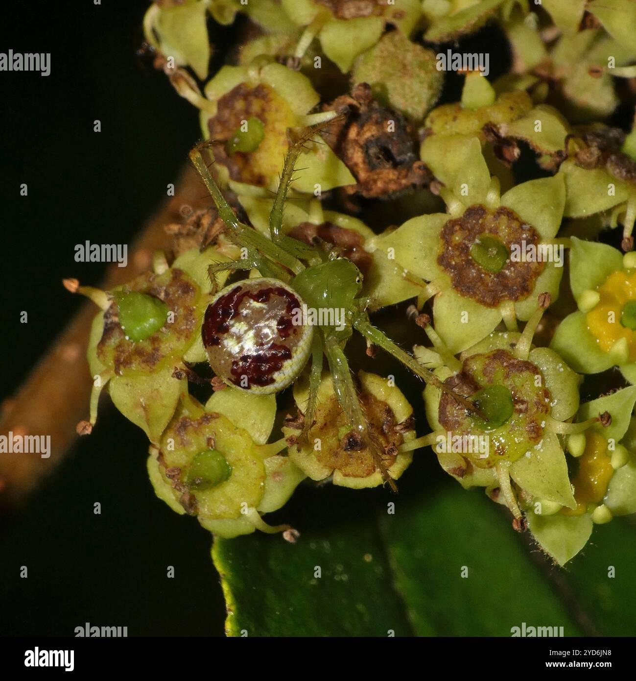 Flower Spiders (Diaea Stock Photo - Alamy