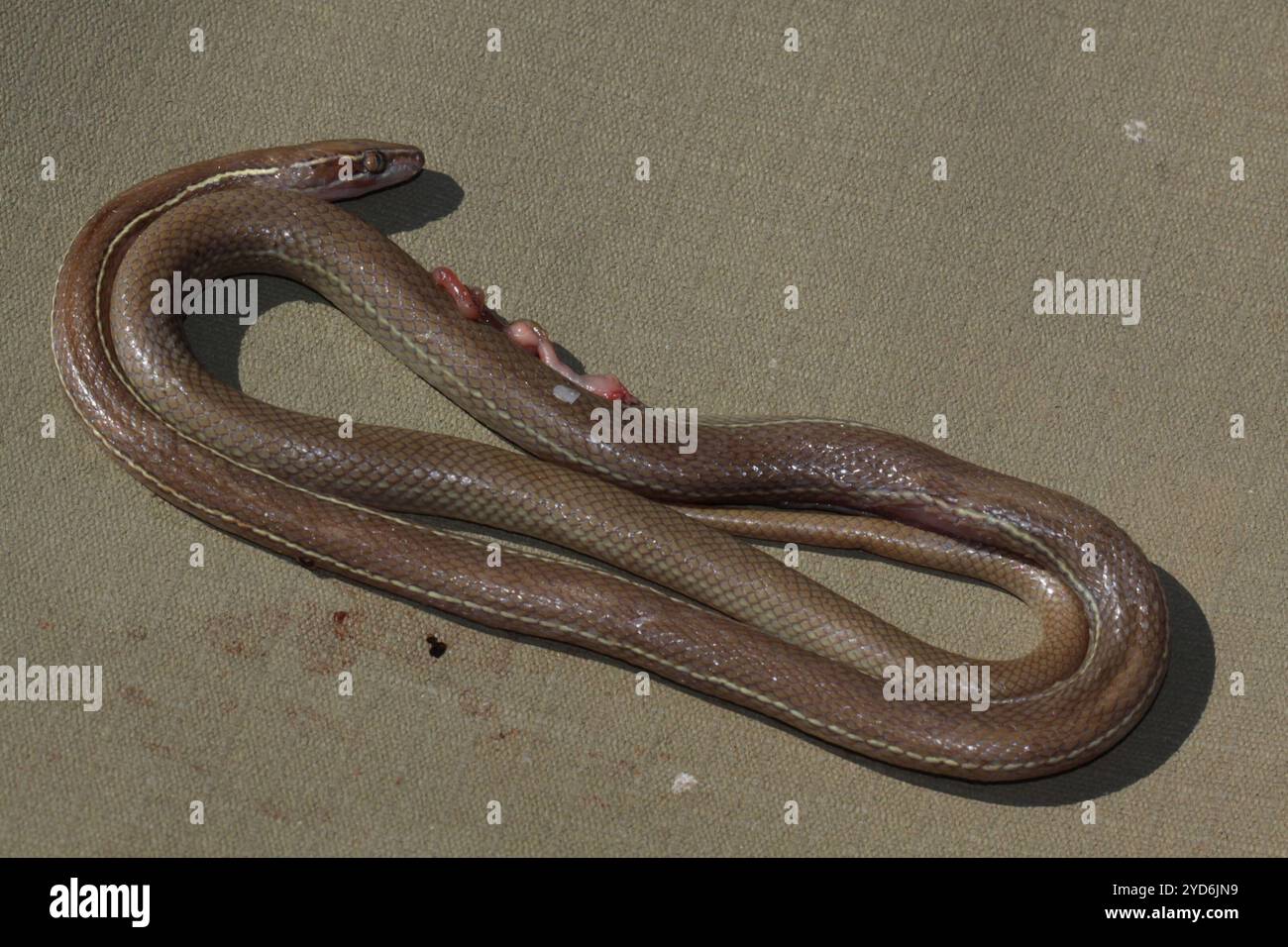 Cape House Snake (Boaedon capensis Stock Photo - Alamy