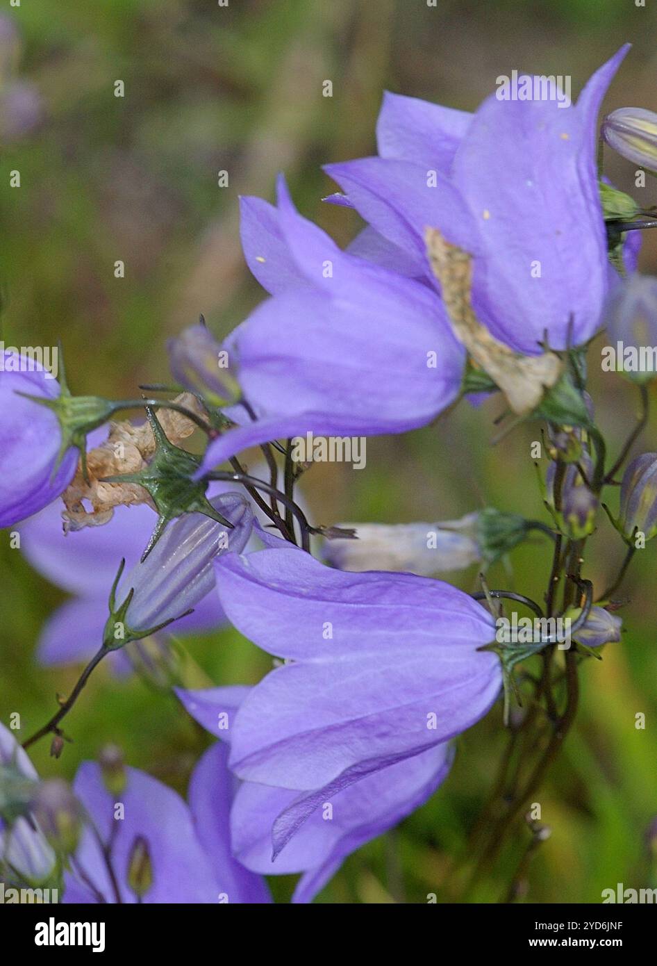 Common Harebell (Campanula rotundifolia Stock Photo - Alamy