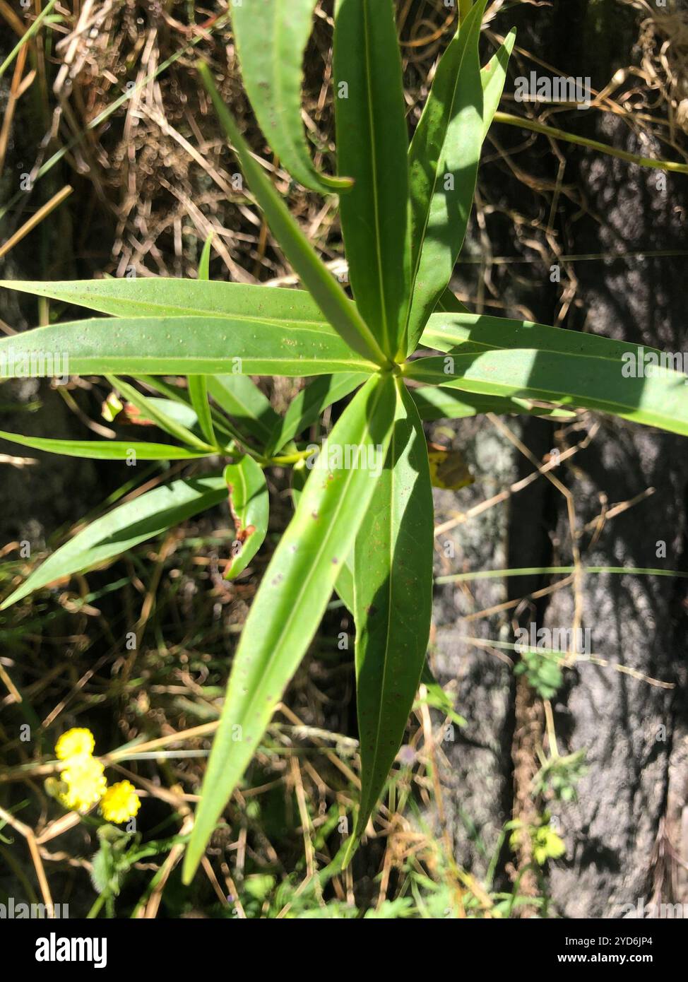 Koromiko (Veronica stricta Stock Photo - Alamy