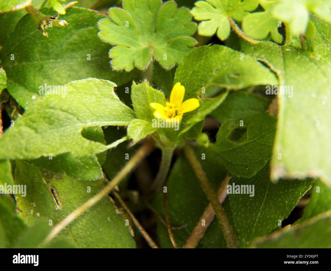 straggler daisy (Calyptocarpus vialis Stock Photo - Alamy