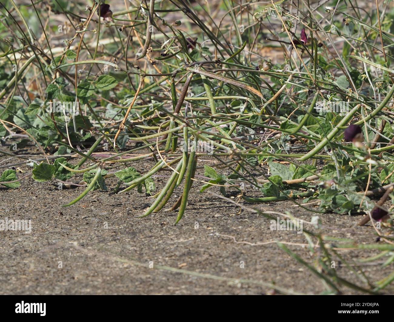 Purple Bush-Bean (Macroptilium atropurpureum Stock Photo - Alamy