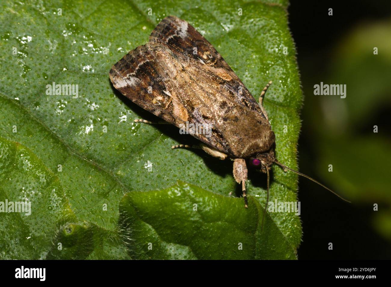 Fall Armyworm Moth (Spodoptera frugiperda Stock Photo - Alamy