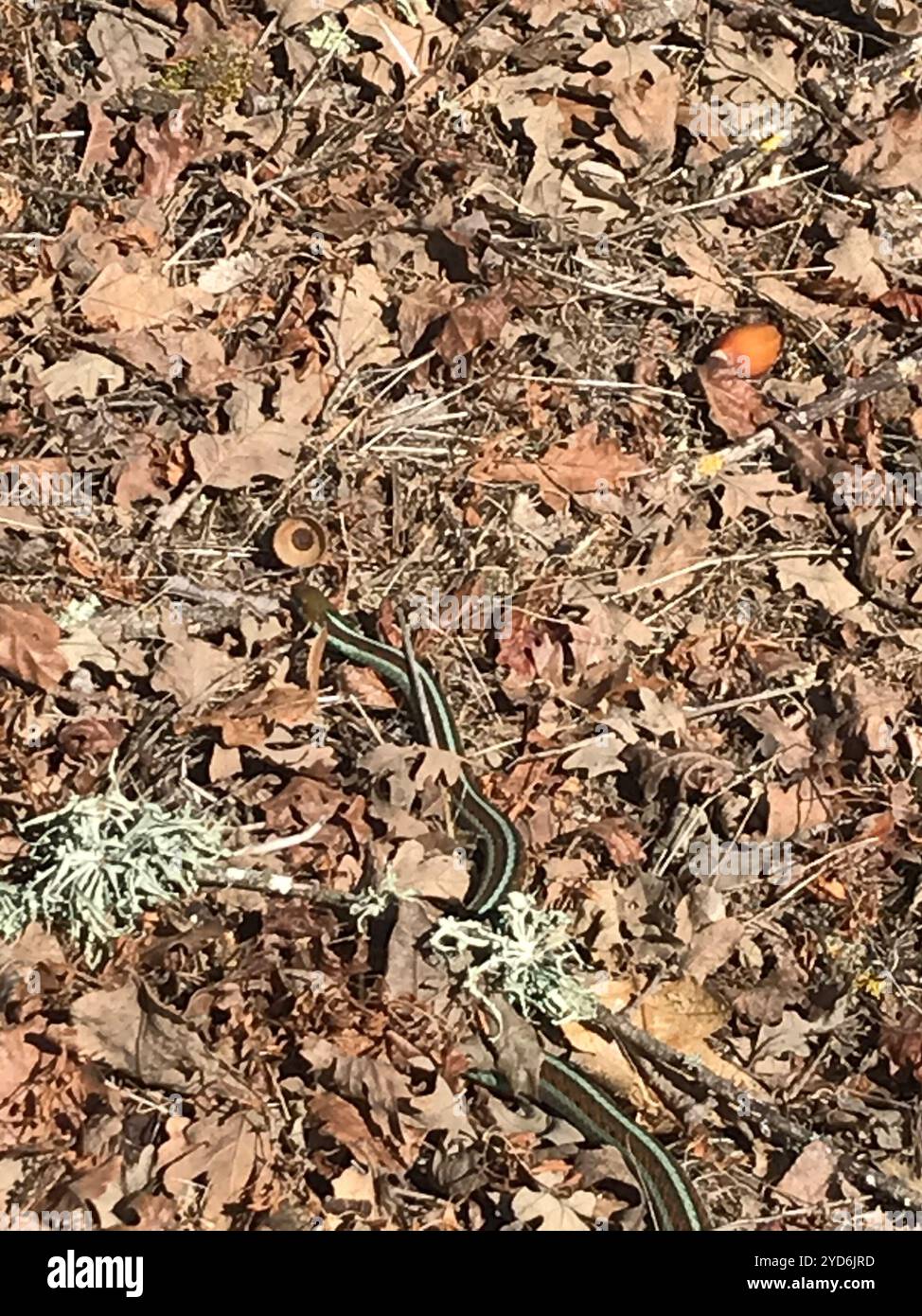California Red-sided Garter Snake (Thamnophis sirtalis infernalis Stock ...