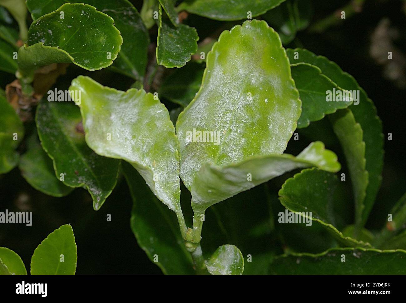 Erysiphe euonymicola hi-res stock photography and images - Alamy