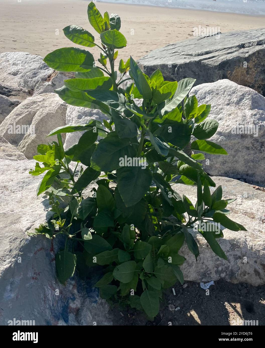 tree tobacco (Nicotiana glauca Stock Photo - Alamy