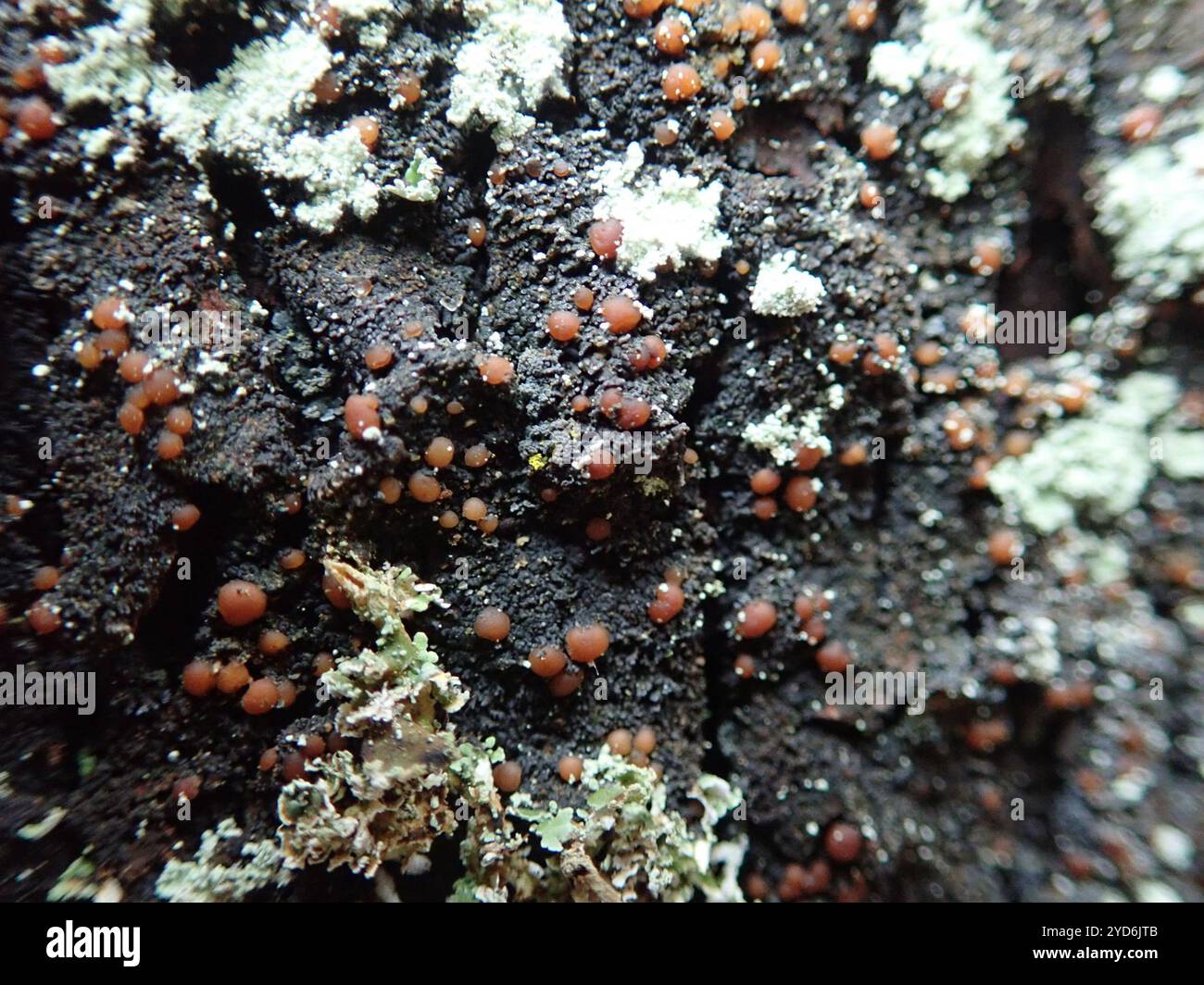Pink-eyed Shingle Lichen (Vahliella saubinetii Stock Photo - Alamy