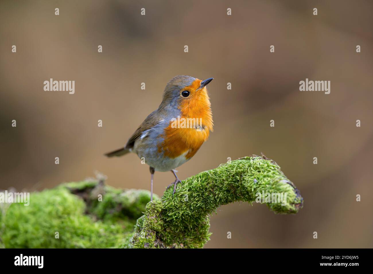 Robin bird on a moss covered branch with his head tilted up skyward ...