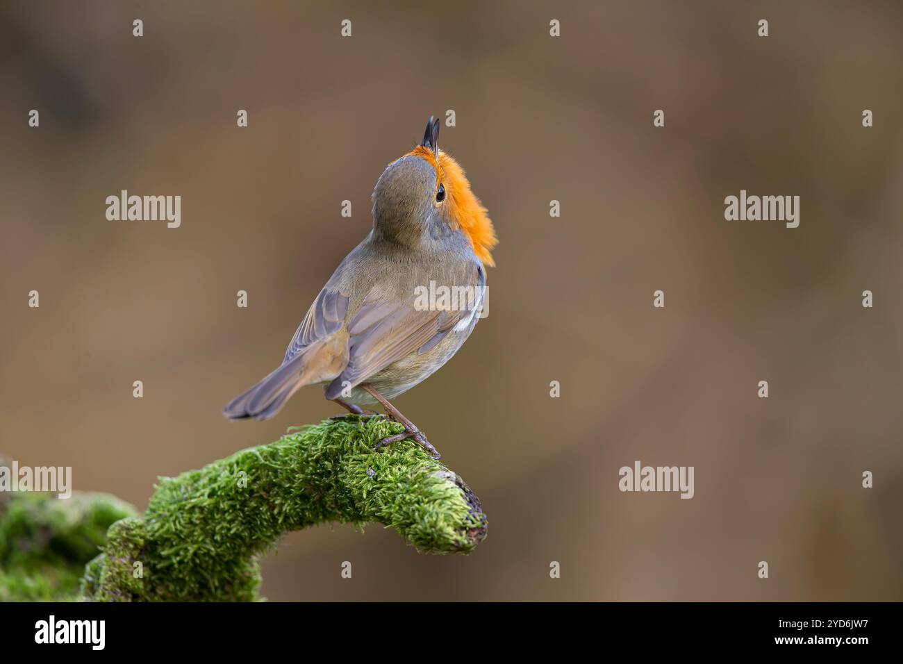 Robin bird on a moss covered branch with his head tilted up skyward ...