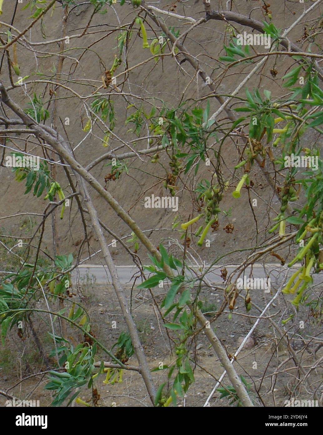 tree tobacco (Nicotiana glauca Stock Photo - Alamy