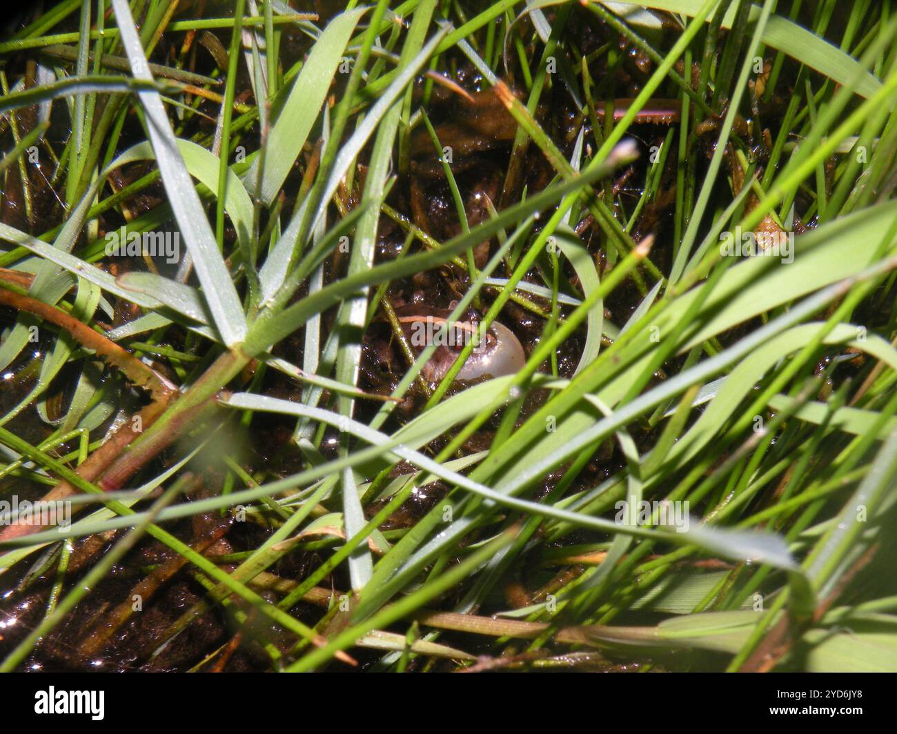 Hensel's Swamp Frog (Pseudopaludicola falcipes Stock Photo - Alamy