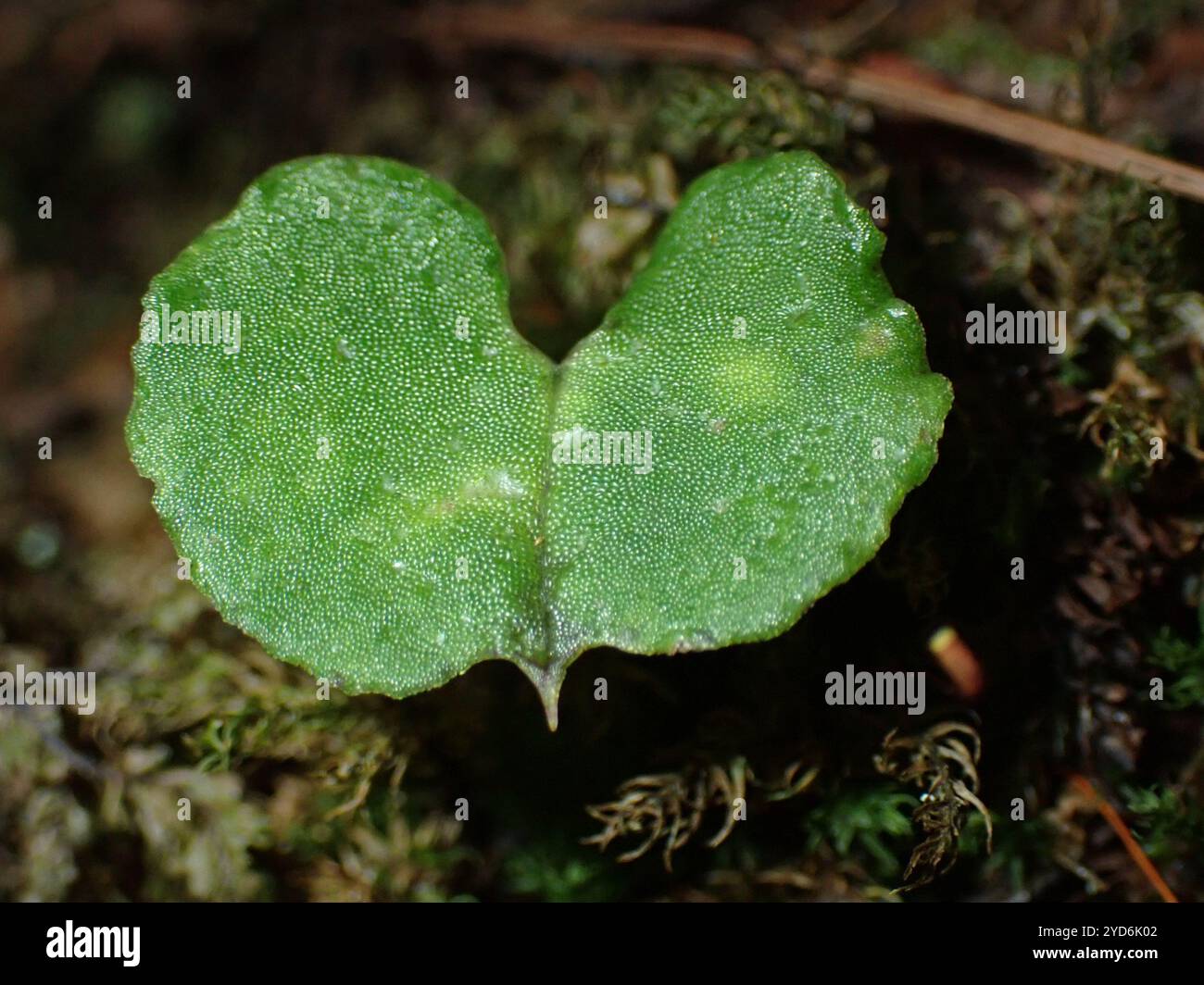 (Corybas trilobus aggregate Stock Photo - Alamy