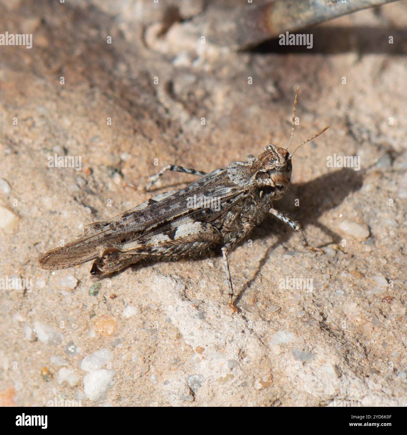 Common Digging Grasshopper (Acrotylus insubricus Stock Photo - Alamy