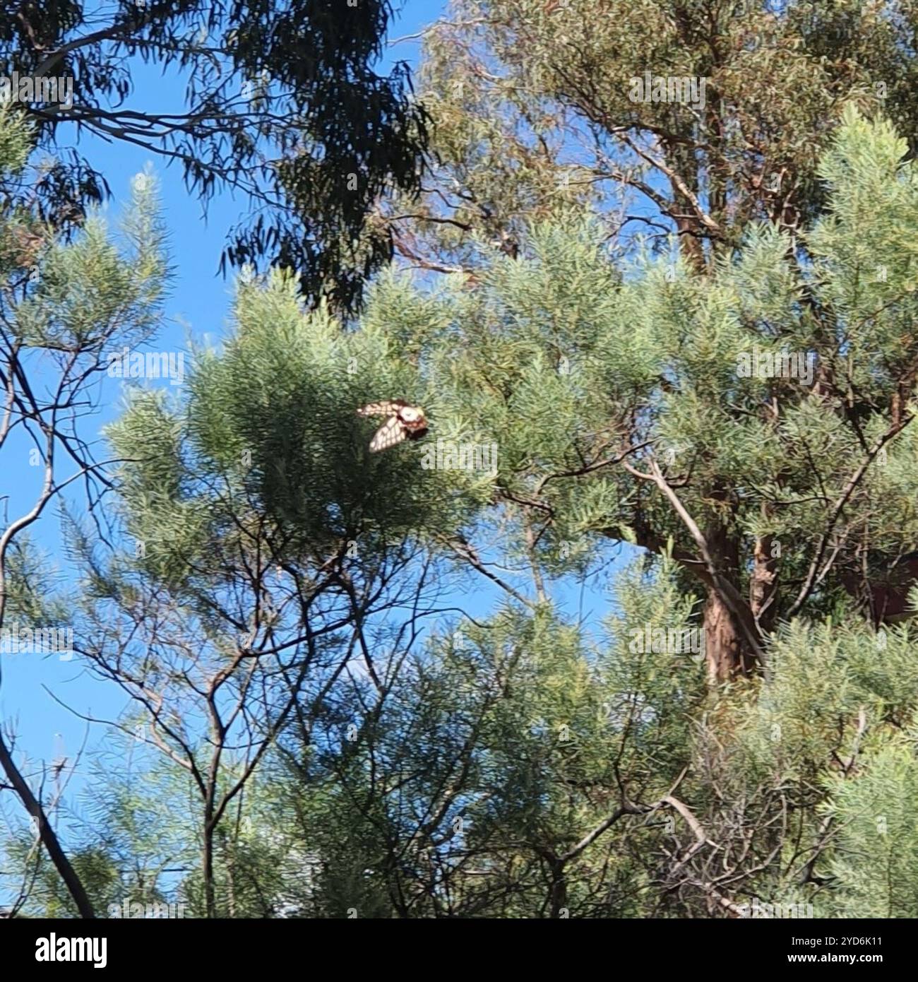 Dainty Swallowtail (Papilio anactus Stock Photo - Alamy