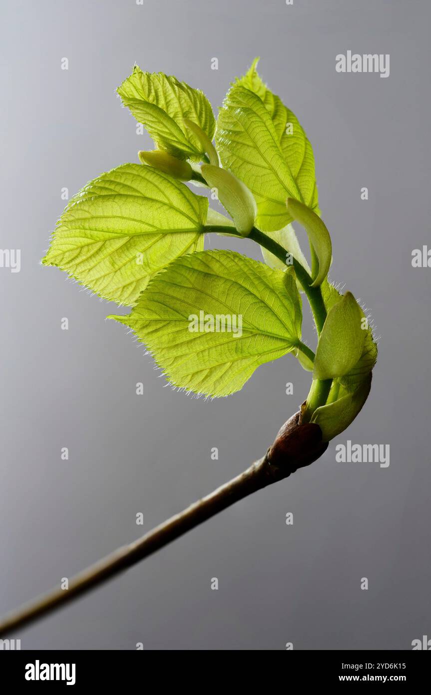 Tree leaf bud hi-res stock photography and images - Alamy