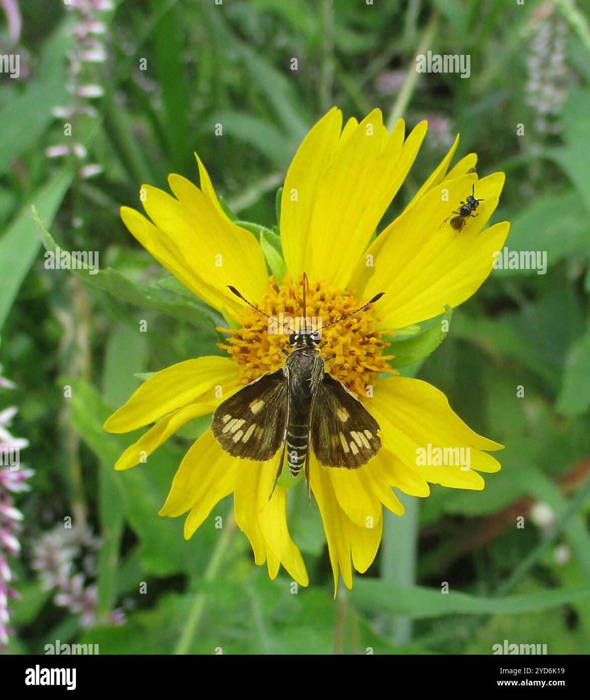 Pale Ranger (Dotta callicles Stock Photo - Alamy