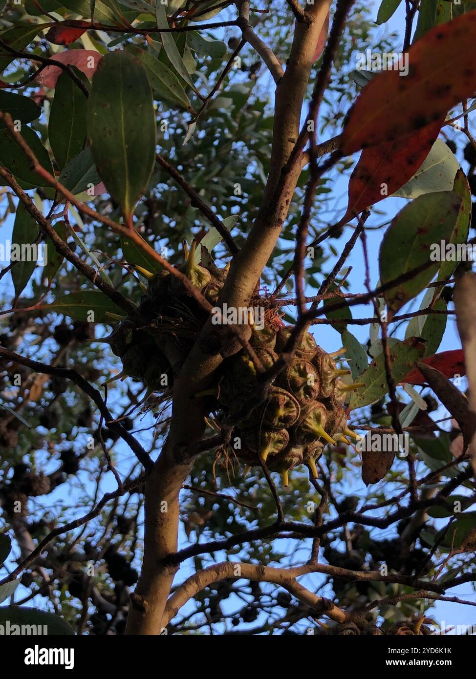 spider gum (Eucalyptus conferruminata Stock Photo - Alamy