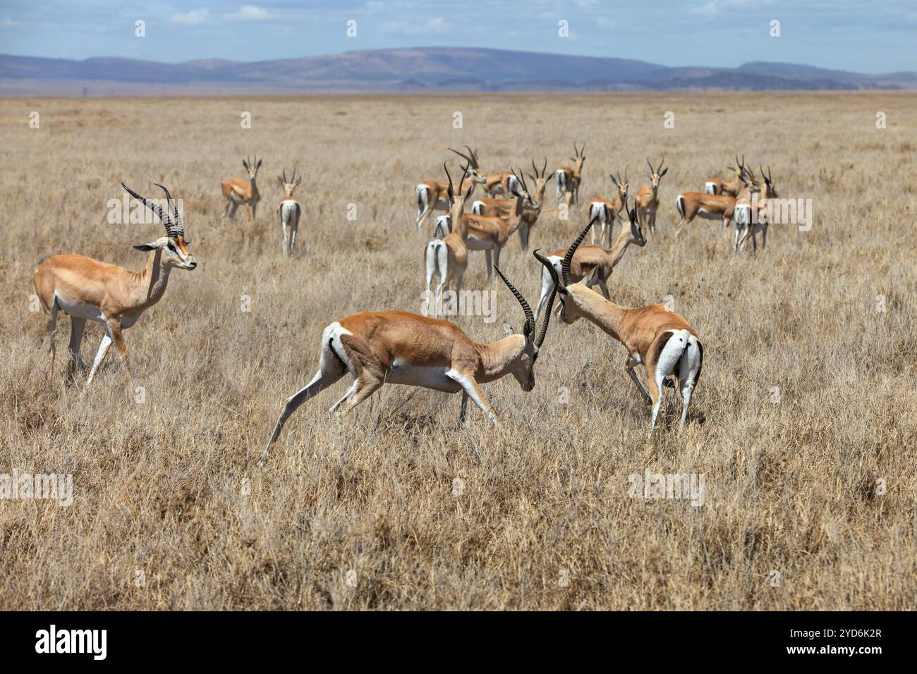 Big herd impala antelopes hi-res stock photography and images - Alamy