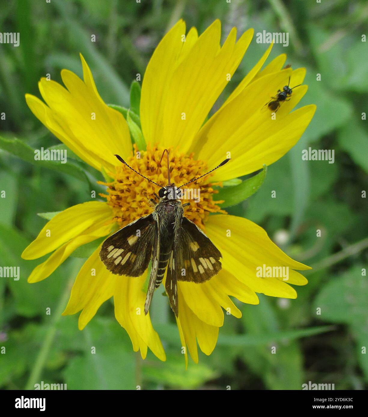 Pale Ranger (Dotta callicles Stock Photo - Alamy