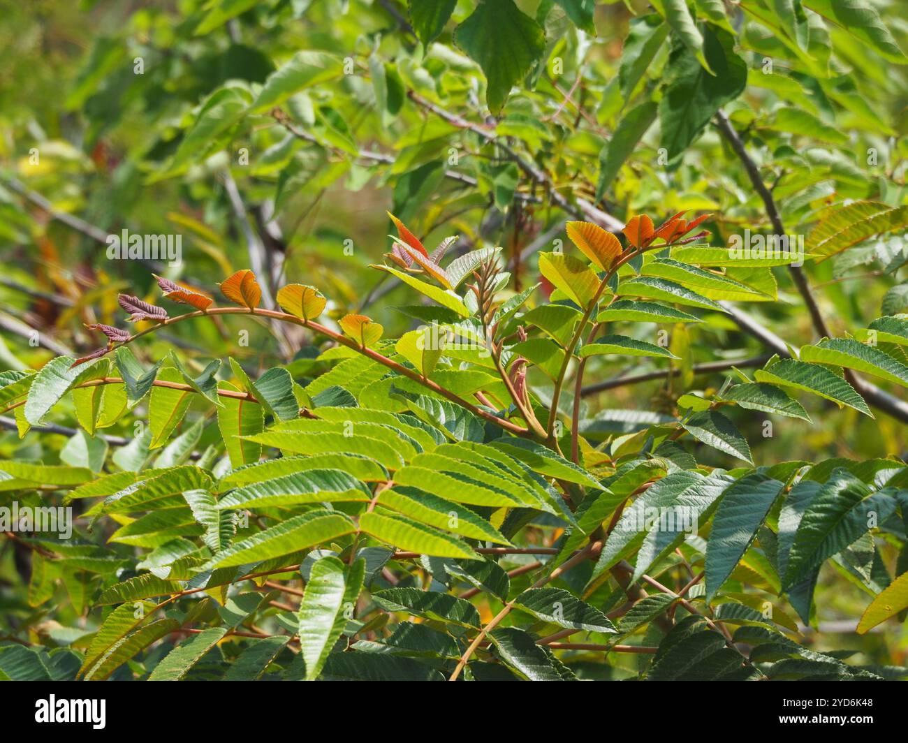 (Rhus chinensis roxburghii Stock Photo - Alamy
