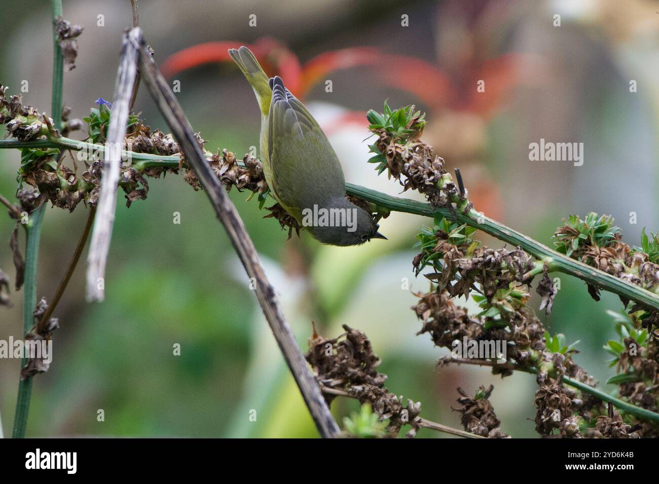Calaveras Warbler (Leiothlypis ruficapilla ridgwayi Stock Photo - Alamy