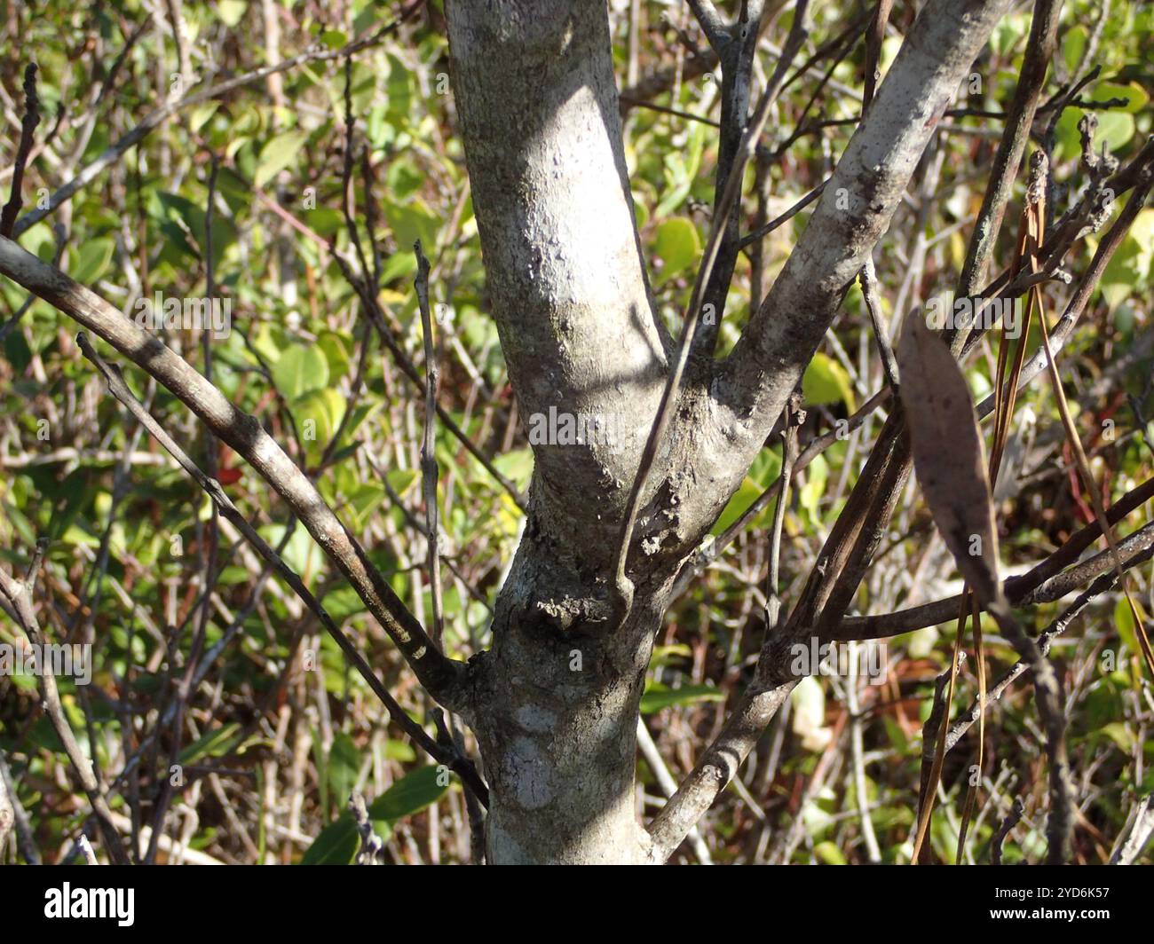 Swamp Bay (Persea palustris Stock Photo - Alamy