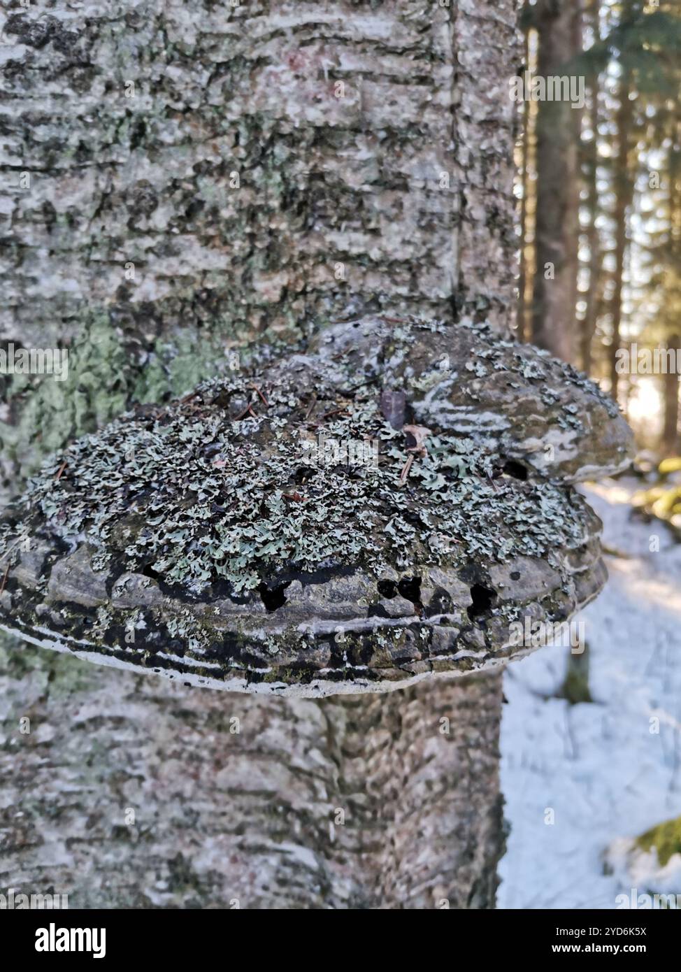 Hoof Fungus (Fomes fomentarius Stock Photo - Alamy
