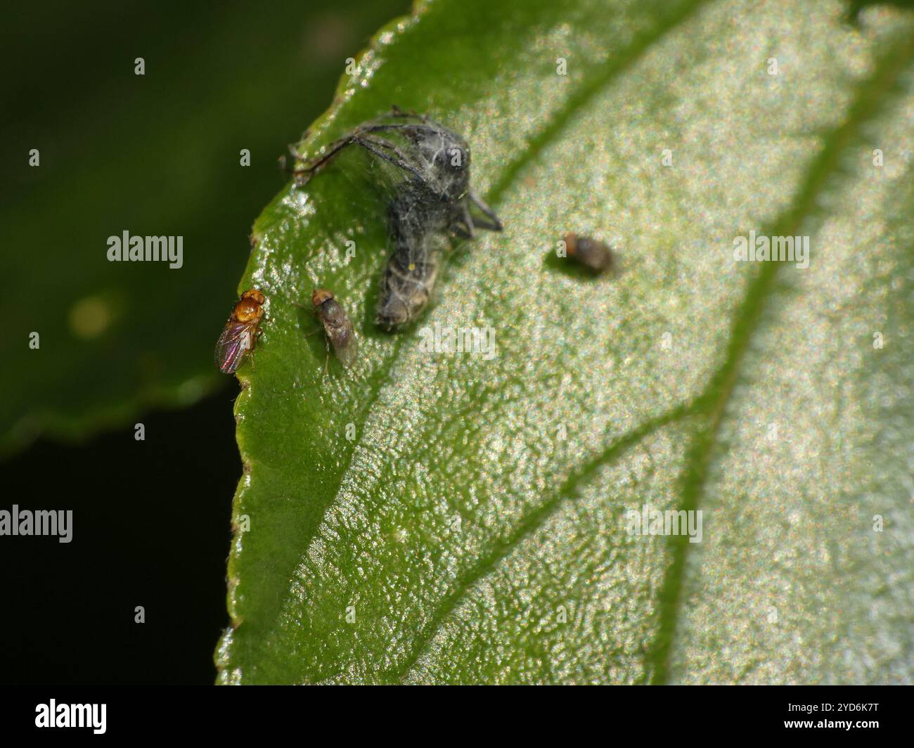 Freeloader Flies (Milichiidae Stock Photo - Alamy