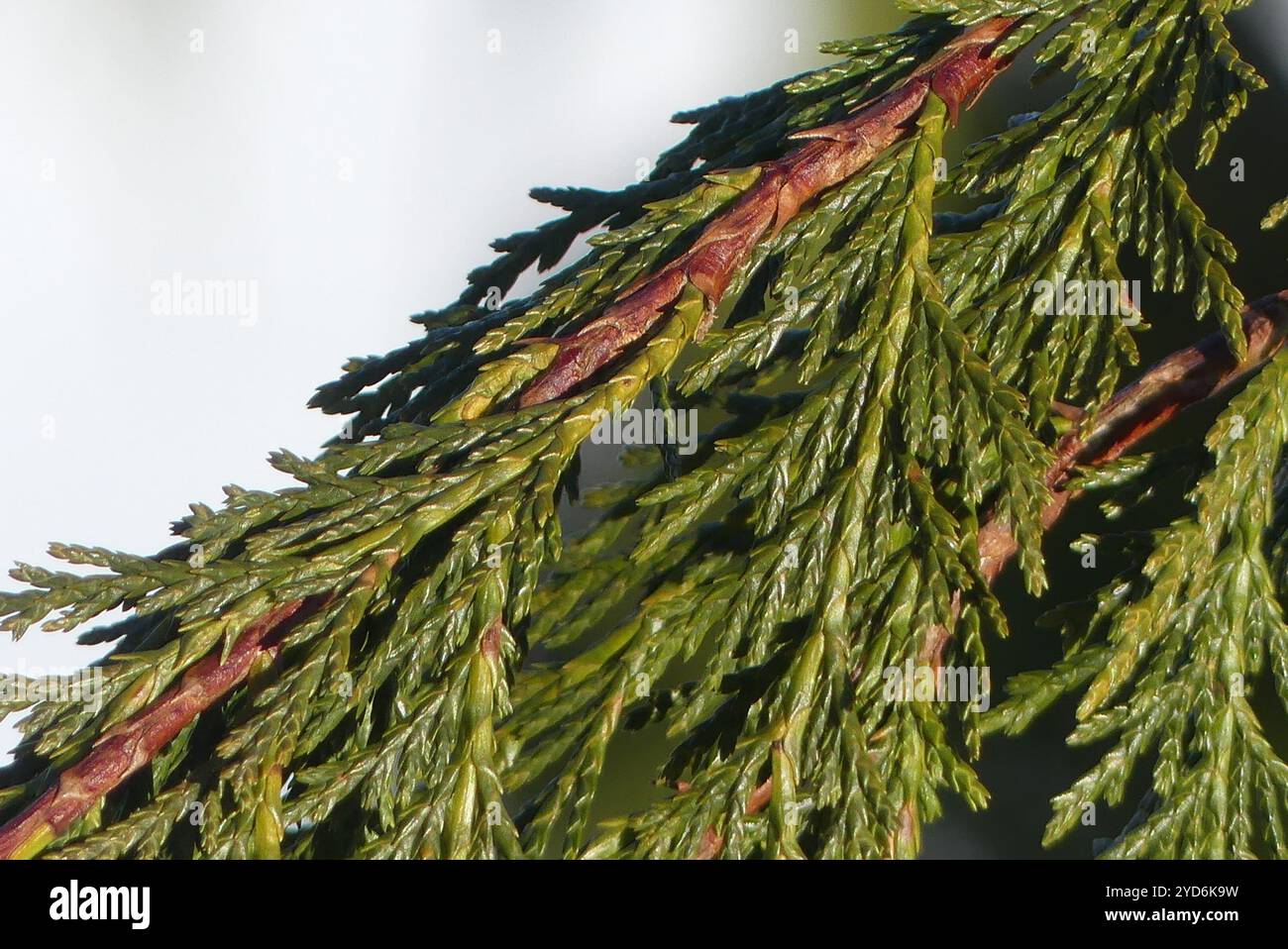 Alaska yellow cedar (Callitropsis nootkatensis Stock Photo - Alamy